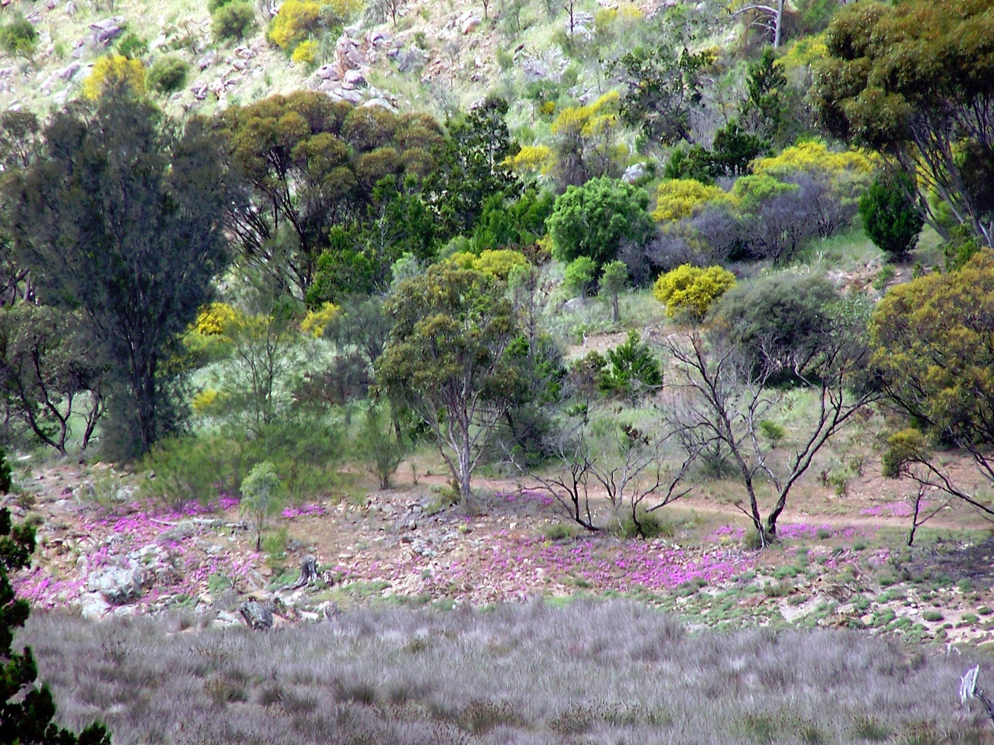 Lavender Federation Trail - Murray River Lakes and Coorong
