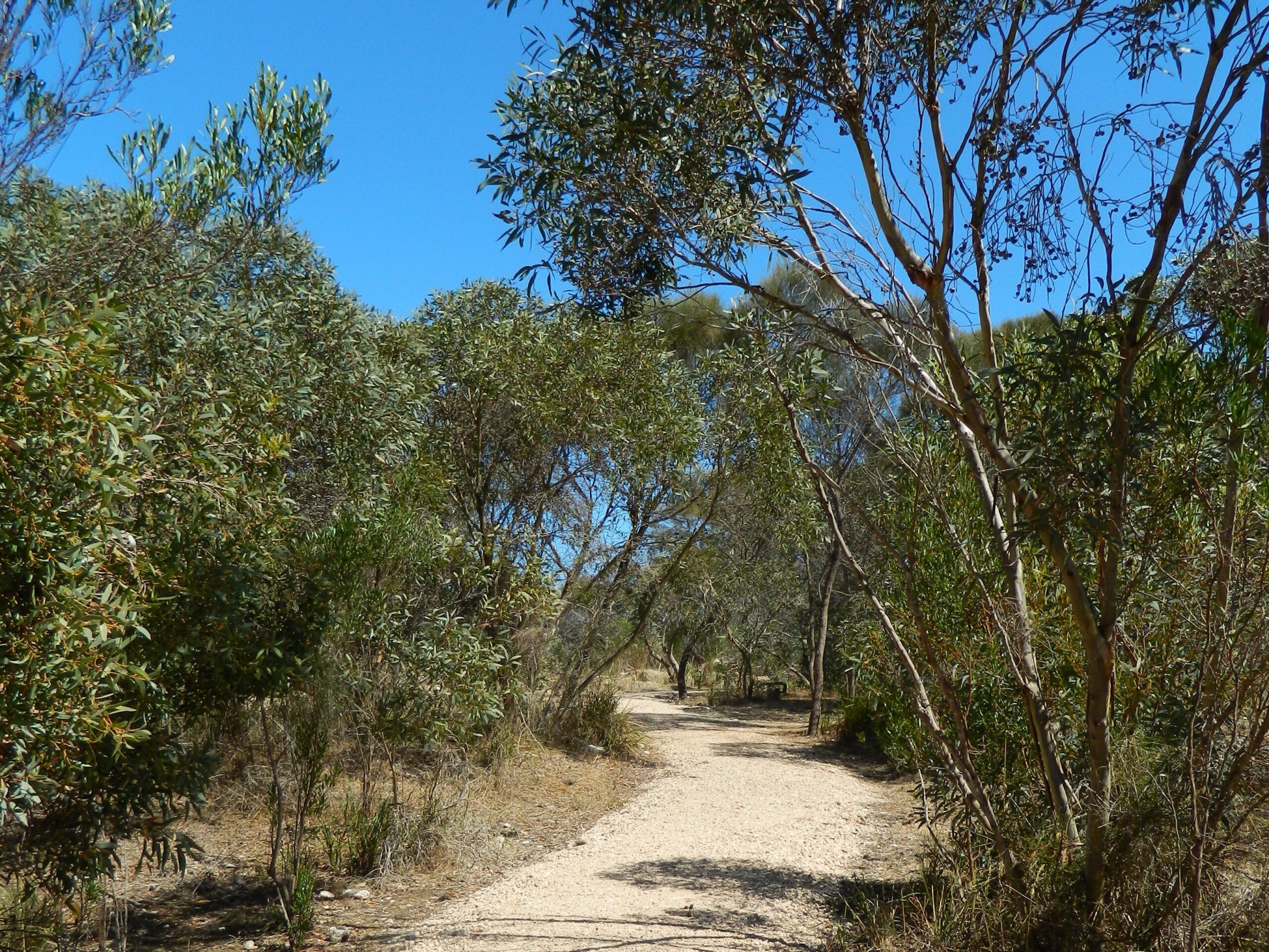 Meningie Lions Walking Trail - Murray River Lakes and Coorong
